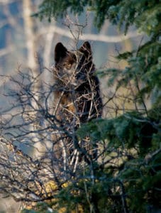 Romeo: The Story of an Alaskan Wolf by John Hyde