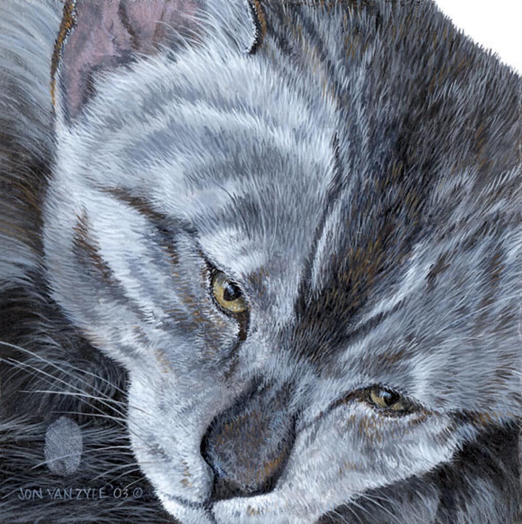 Cat 4 limited edition print by Jon Van Zyle - Greatland Graphics