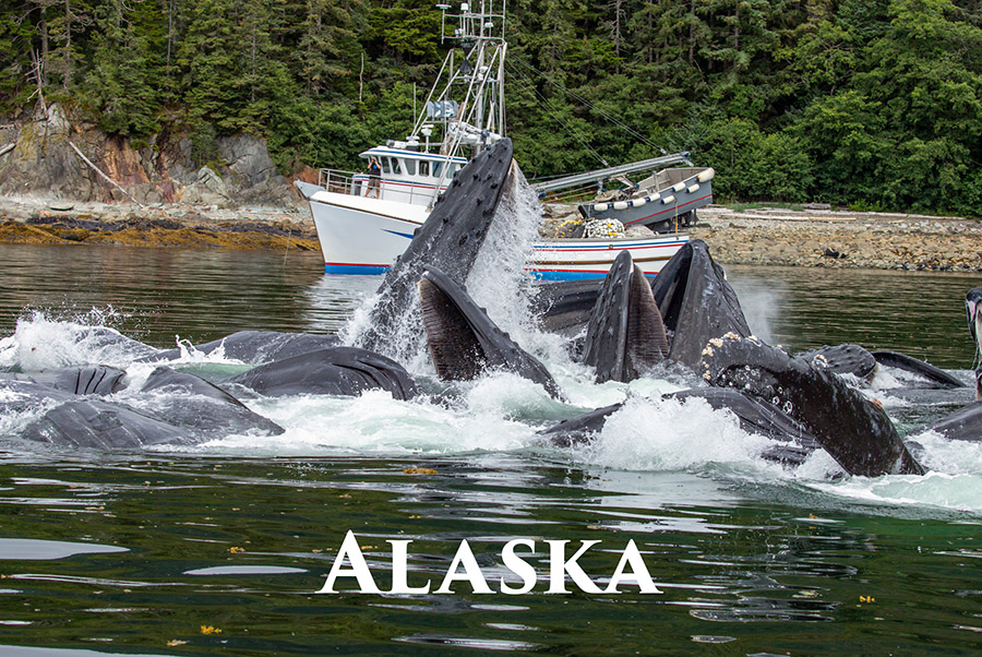 Catch of the Day - by John Hyde